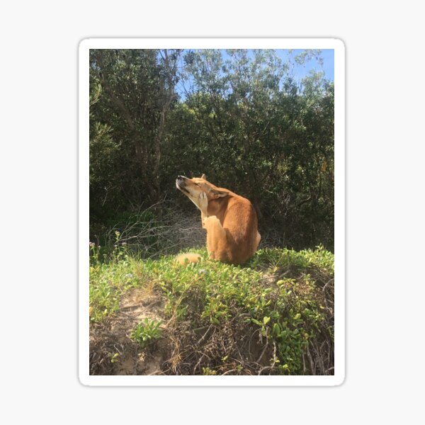 "Australian dingo scratching" Sticker for Sale by Captain-Jackson ...