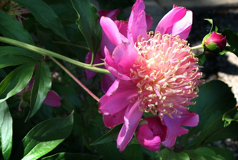 "Epitomy of Pink" by Nadya Johnson | Redbubble