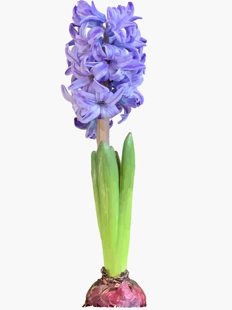 "hyacinth" Sticker by A-using-colors | Redbubble