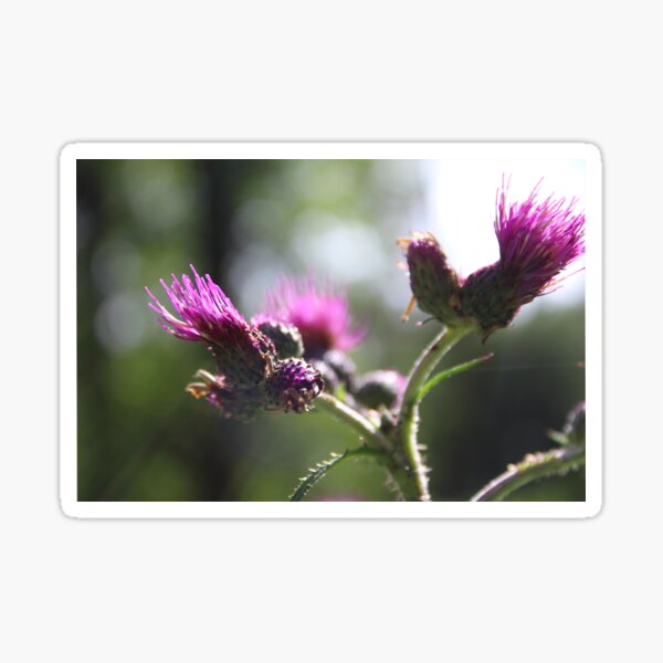 "Thistle Flower Photograph" Sticker for Sale by CorneliaCreates | Redbubble