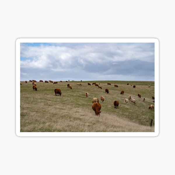 "Cows, in a PADDOCK" Sticker for Sale by twelvepointfour | Redbubble