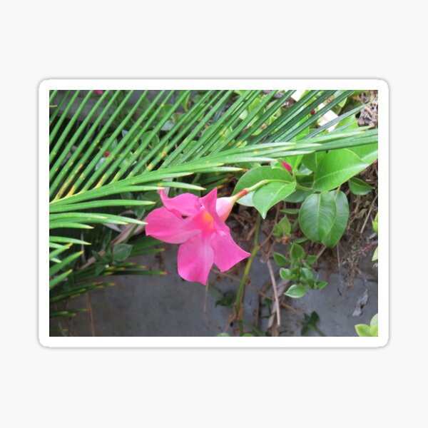 "Pink mandevilla" Sticker for Sale by greentiger1 | Redbubble
