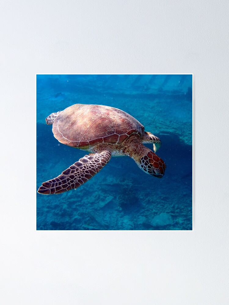 "Green Sea Turtle" Poster by melisalehane | Redbubble