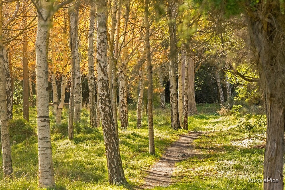"Orton Bradley Park. Forrest Walk, Christchurch, New Zealand" by ...