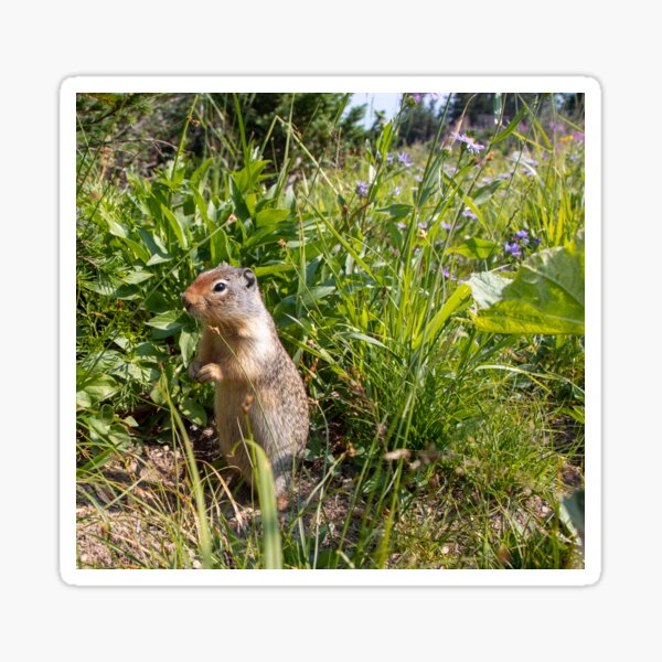 Marmot Gifts & Merchandise for Sale | Redbubble