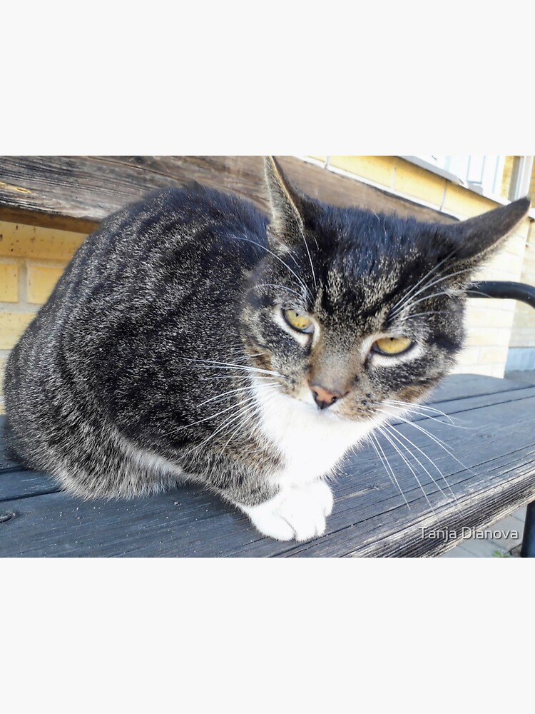 "Cute Cat at the bench Kitten Meow" Sticker for Sale by TanjaDianova ...