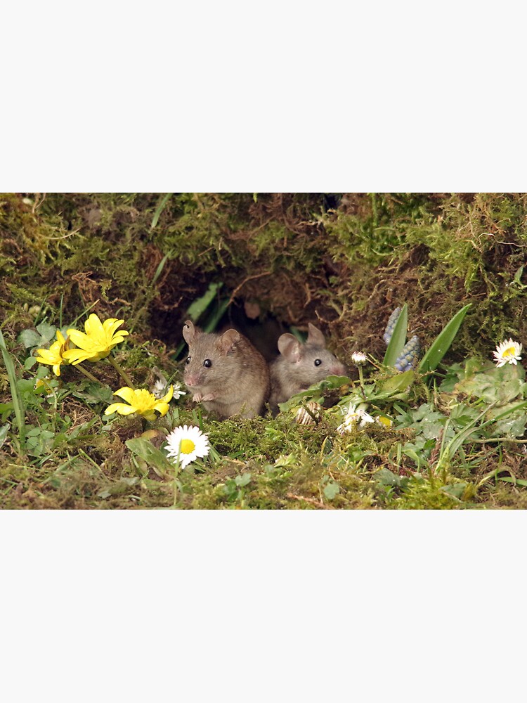 "wild spring mice " Sticker for Sale by Simon-dell | Redbubble