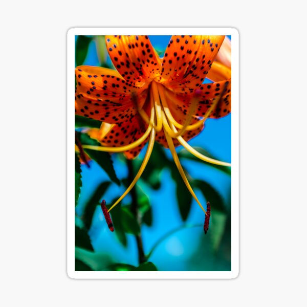 "Orange Tiger Lily" Sticker for Sale by RicksPix | Redbubble
