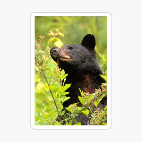"Black Bear Standing" Sticker for Sale by WorldDesign | Redbubble