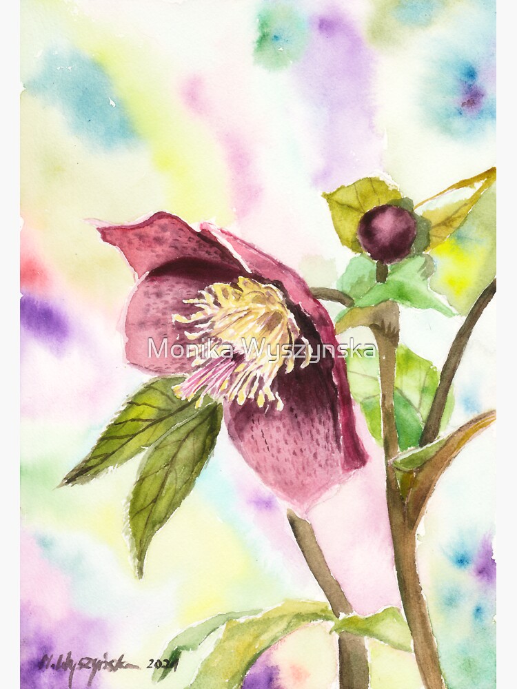 "Lenten Rose Watercolour Painting by Monika" Sticker by MonikaWyszynska ...