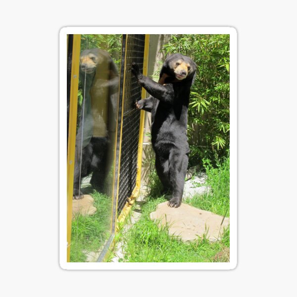 "Sun Bear" Sticker by coffeebean | Redbubble