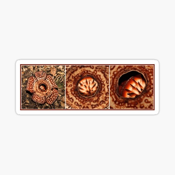 "Male Rafflesia pricei Flower - Composite View" Sticker for Sale by ...
