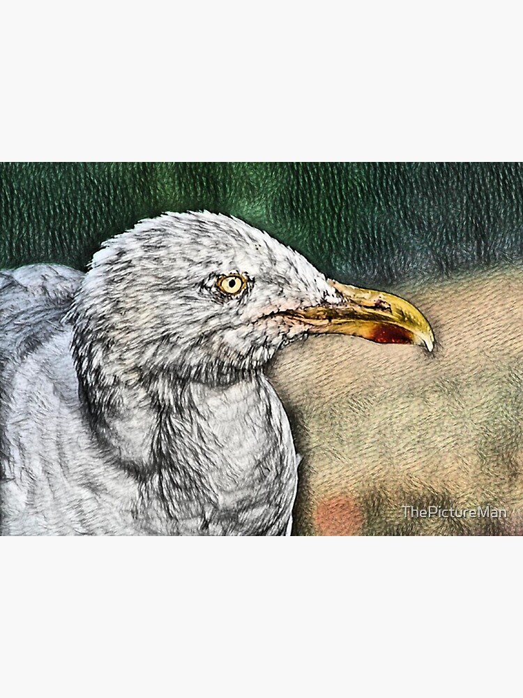 "Seagull Stare" Sticker by ThePictureMan | Redbubble