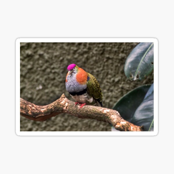 "Purple Crowned Pigeon" Sticker by BritishYank | Redbubble
