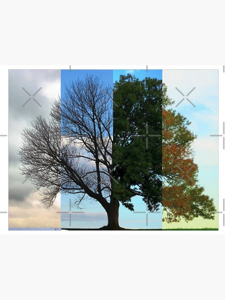 "Tree Changes Through Four Seasons Photo - Side By Side View Of A Tree ...