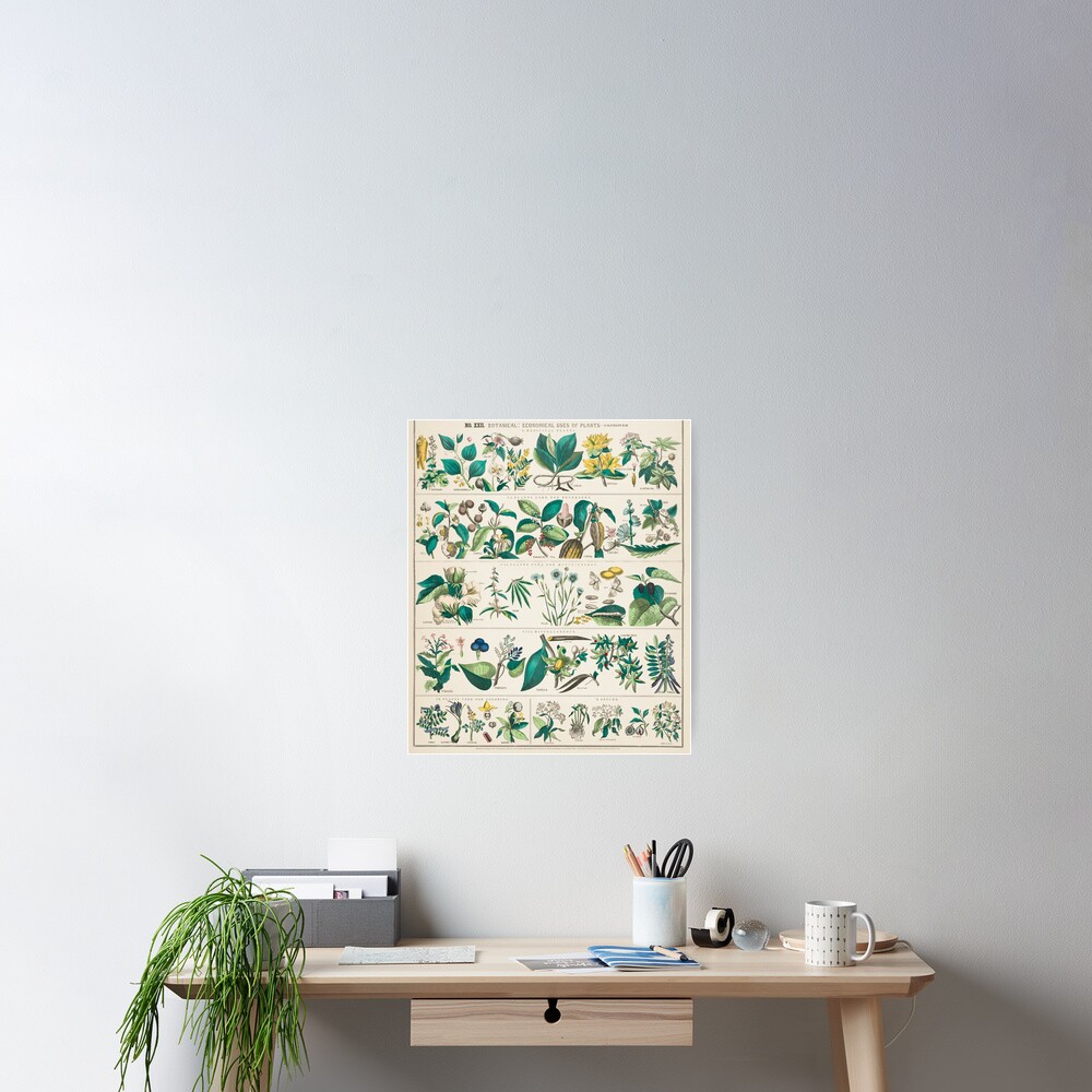 "Antique Plant Chart" Poster for Sale by bluespecsstudio | Redbubble