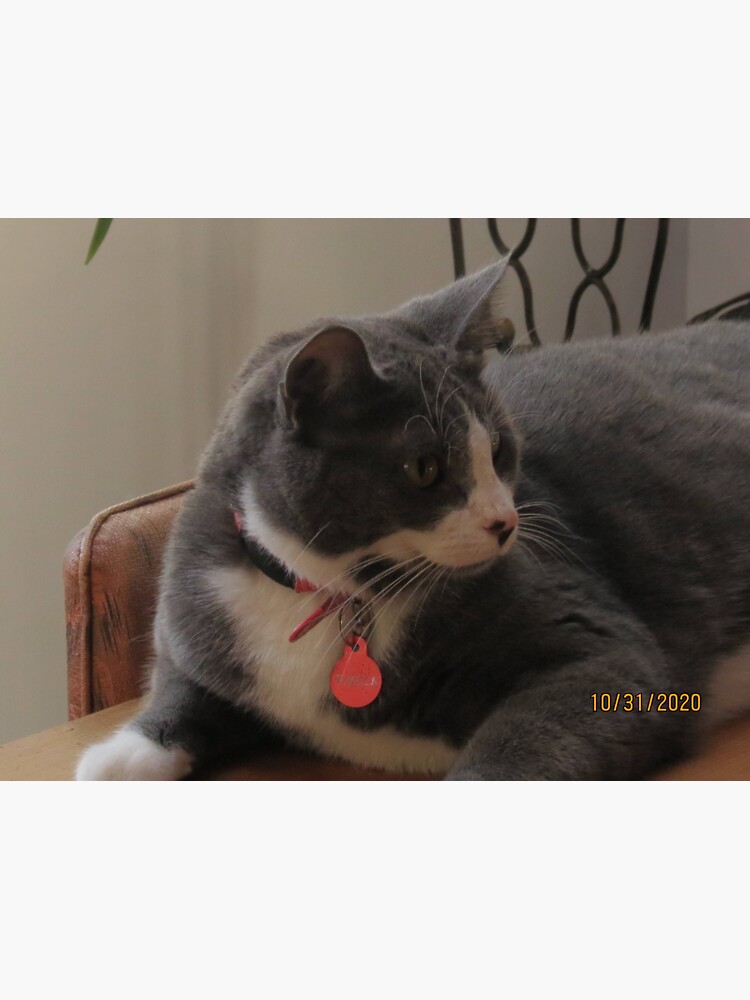 "Absolute Chonker" Sticker by KnockOffFlowerB | Redbubble