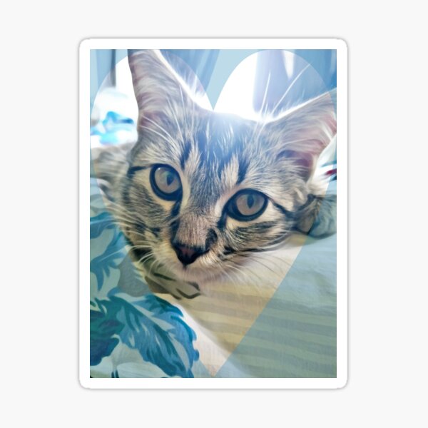 Catst Gifts & Merchandise for Sale | Redbubble