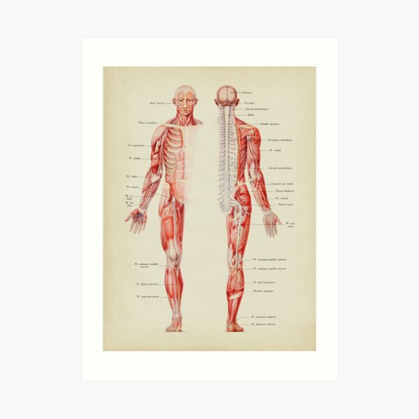 "Anatomy Chart, Muscles Vintage Style. Text in french" Art Print by ...