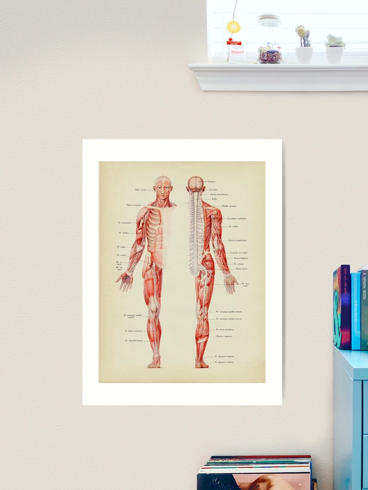 French Lithograph Anatomy Chart Muscles Of The Body Art
