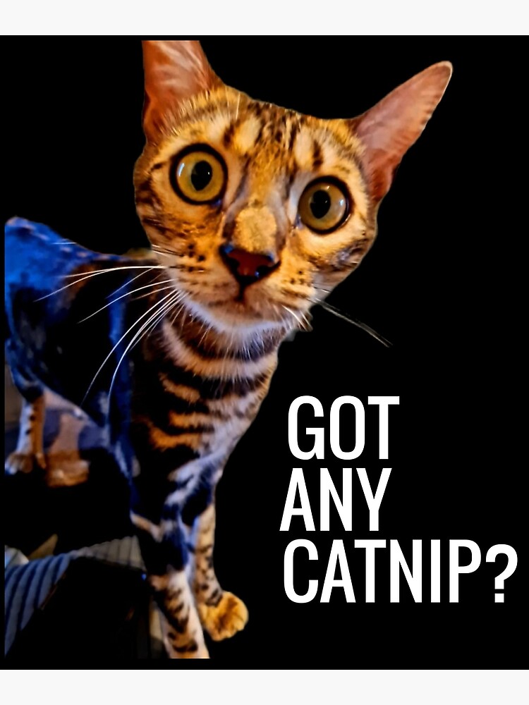 Bengal Cat Memes I Can Has Cheezburger? Bengal Funny Animals