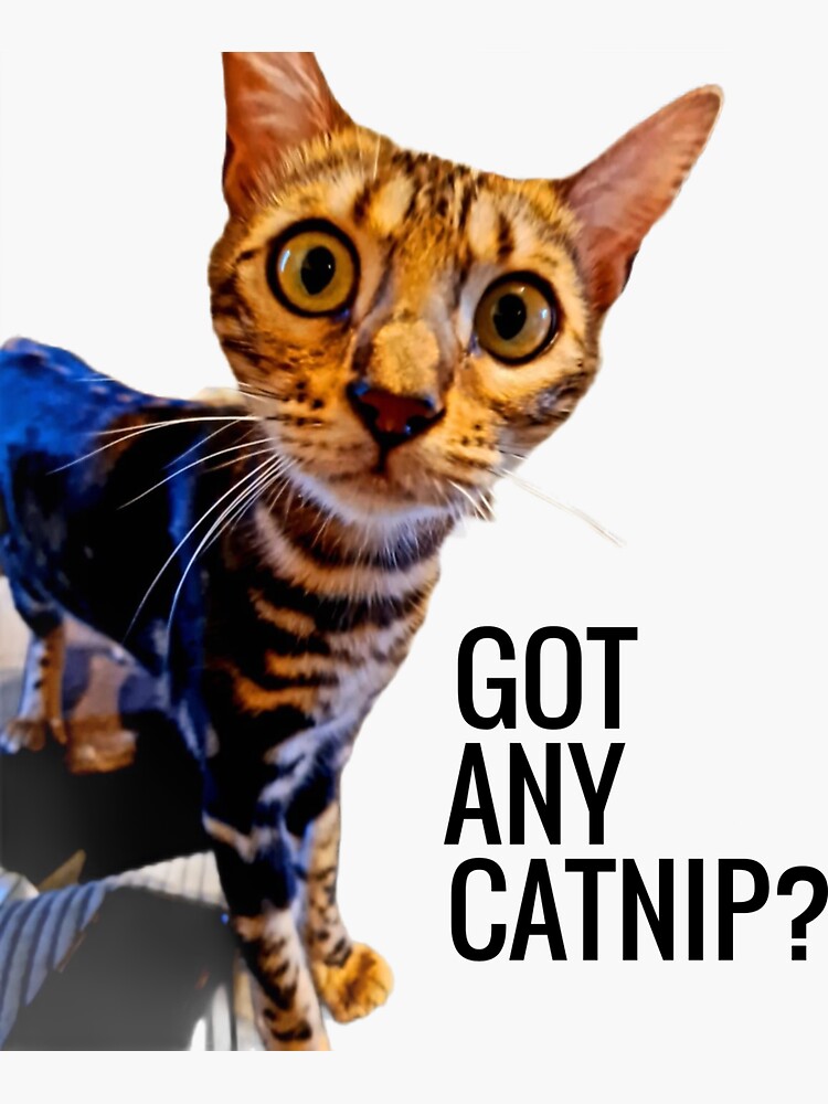 "Funny Bengal Cat" Sticker for Sale by jonrdesign | Redbubble