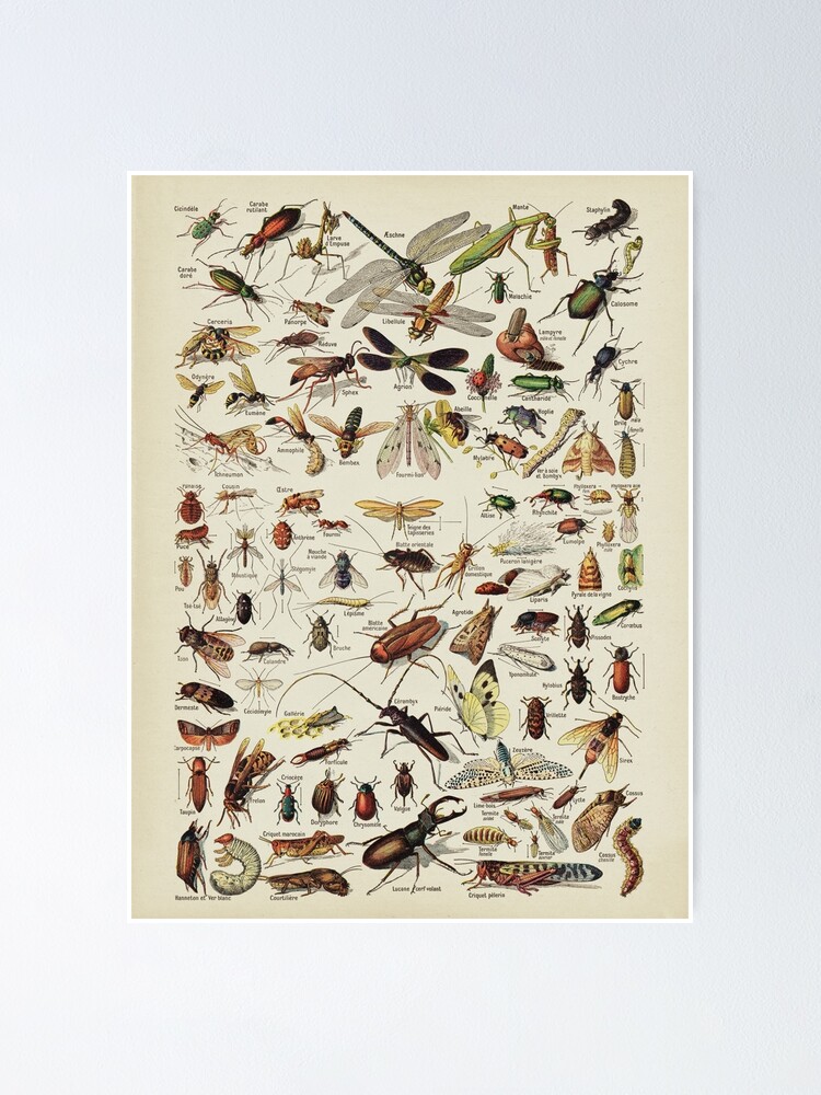 Póster «Tabla de insectos. Ilustración científica, texto en francés» de ...