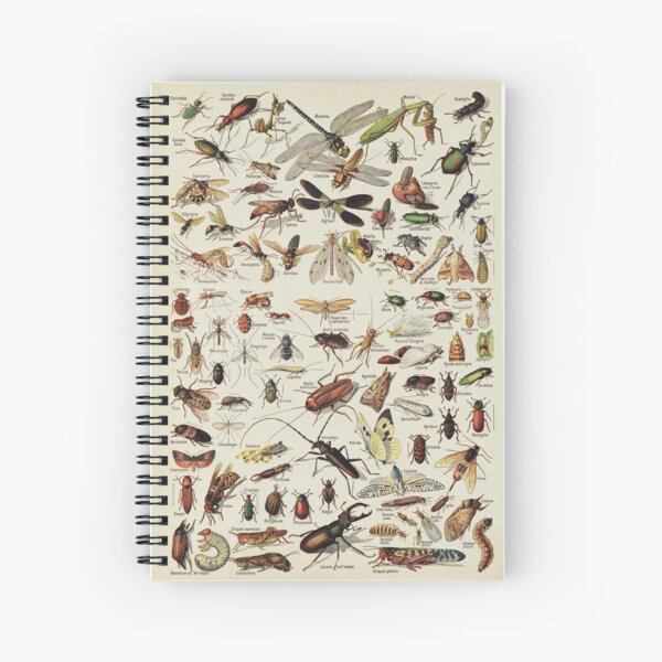"Insects Chart. Scientific Illustration, text in french" Spiral ...