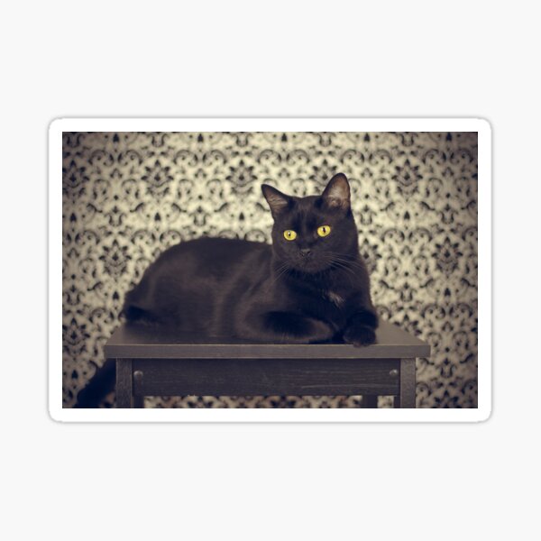 "Mongo, The Robust Kitty" Sticker for Sale by jennbawa | Redbubble