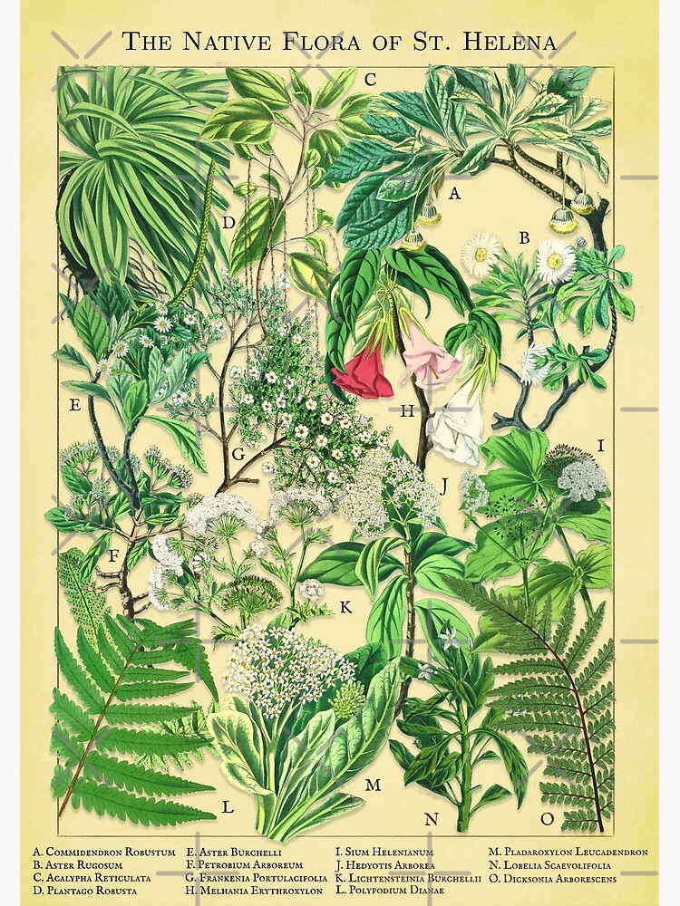"The Native Flora of St. Helena Victorian Botanical Chart" Photographic ...