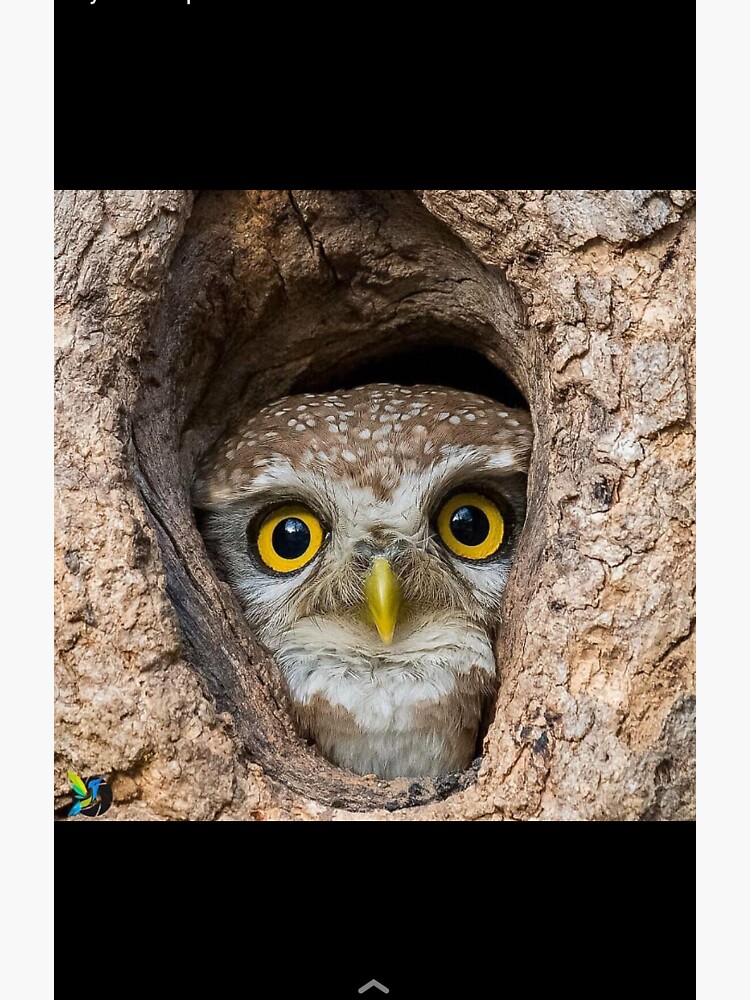 "Suspicious Owl" Sticker for Sale by Sun-bubble | Redbubble