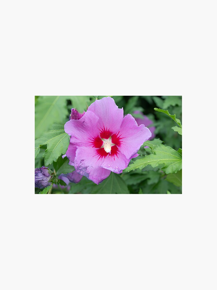 "Rose of Sharon" Sticker by Junelovesharing | Redbubble