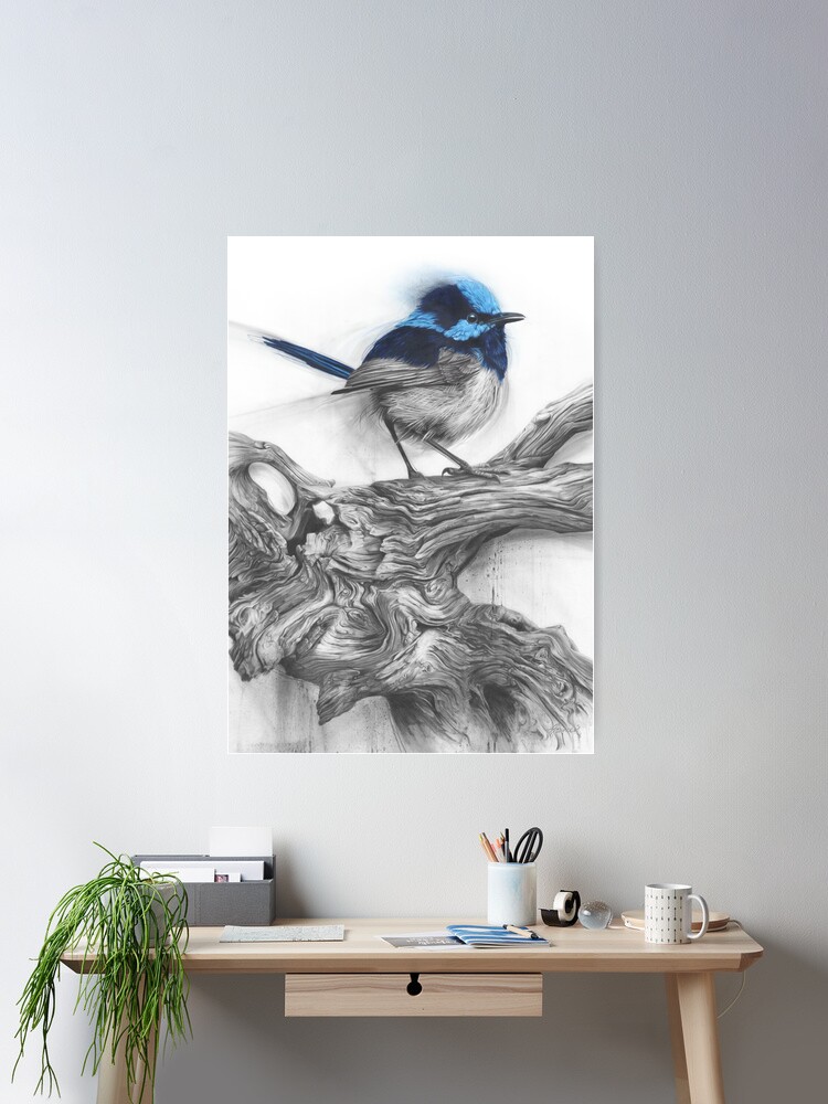 "Superb Fairy Wren" Poster for Sale by Fiona Francois | Redbubble