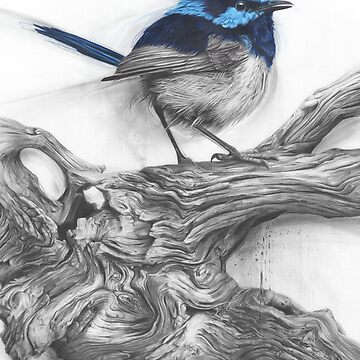 "Superb Fairy Wren" Poster for Sale by Fiona Francois | Redbubble
