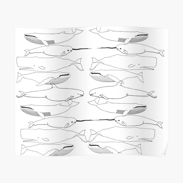 Póster «Tipos de collage de ballenas en blanco y negro» de JCockney977 ...