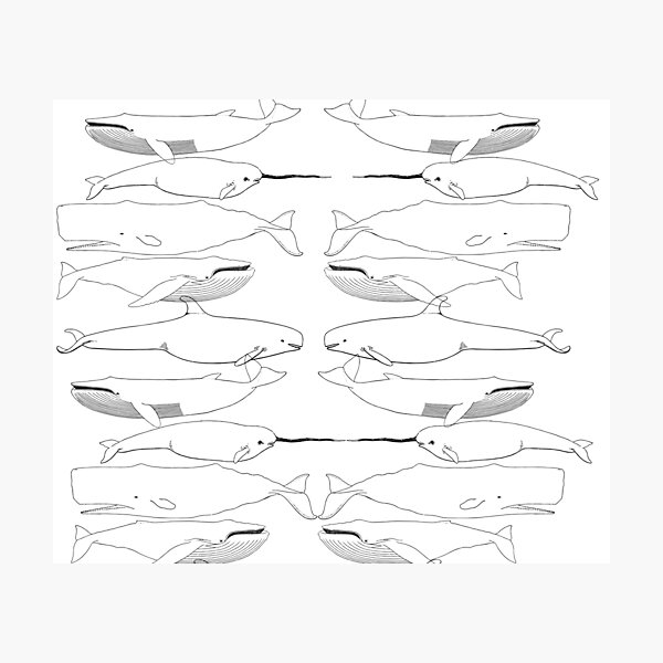 Lámina fotográfica «Tipos de collage de ballenas en blanco y negro» de ...