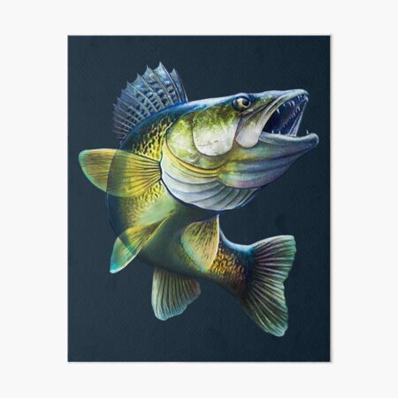 "zander color on black background" Art Board Print for Sale by zi6orov ...