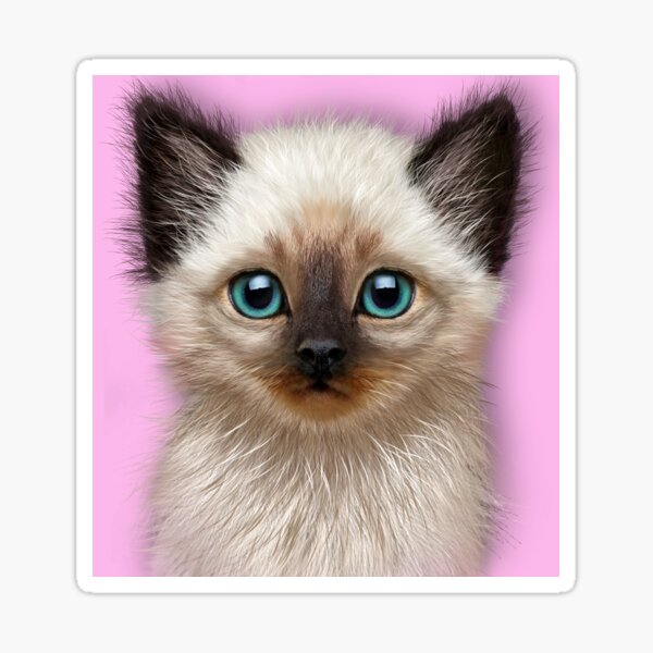 "cat" Sticker by nfromneverland | Redbubble