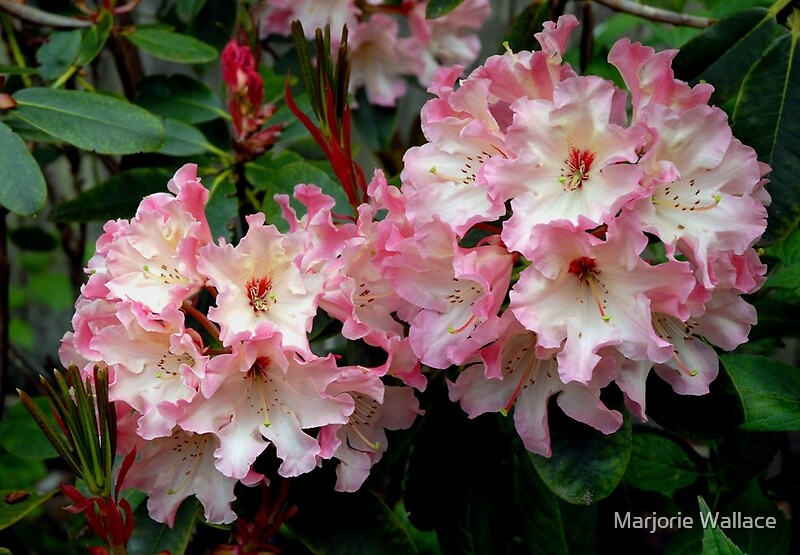 "A Perfect Spring Rhododendron" by Marjorie Wallace | Redbubble