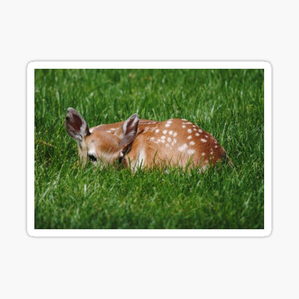 "Morning Fawn" Sticker for Sale by debbam | Redbubble