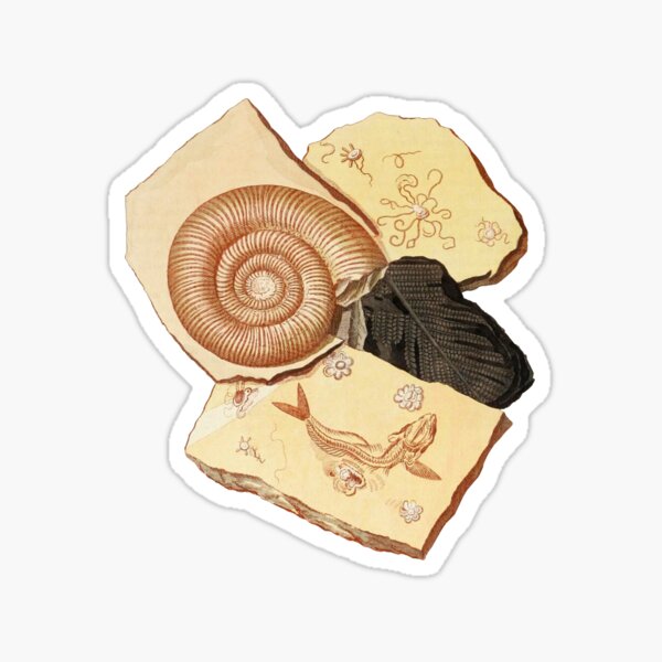 "Fossil Collection" Sticker for Sale by Caramelicious- | Redbubble