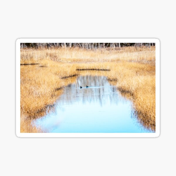 "American Coots Depart by Debra Martz" Sticker for Sale by debramartz ...