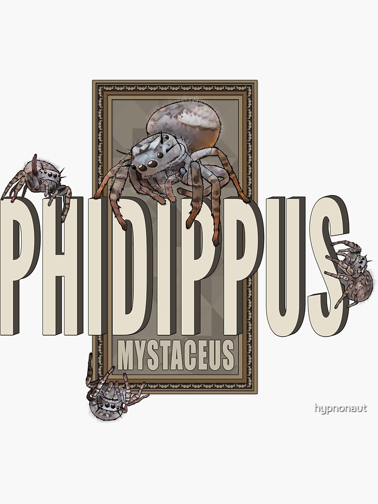 "Phidippus Mystaceus Jumping Spider - 4 is Better Than 1" Sticker for ...