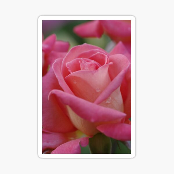 "Pink Rose" Sticker for Sale by jaydee1400 | Redbubble