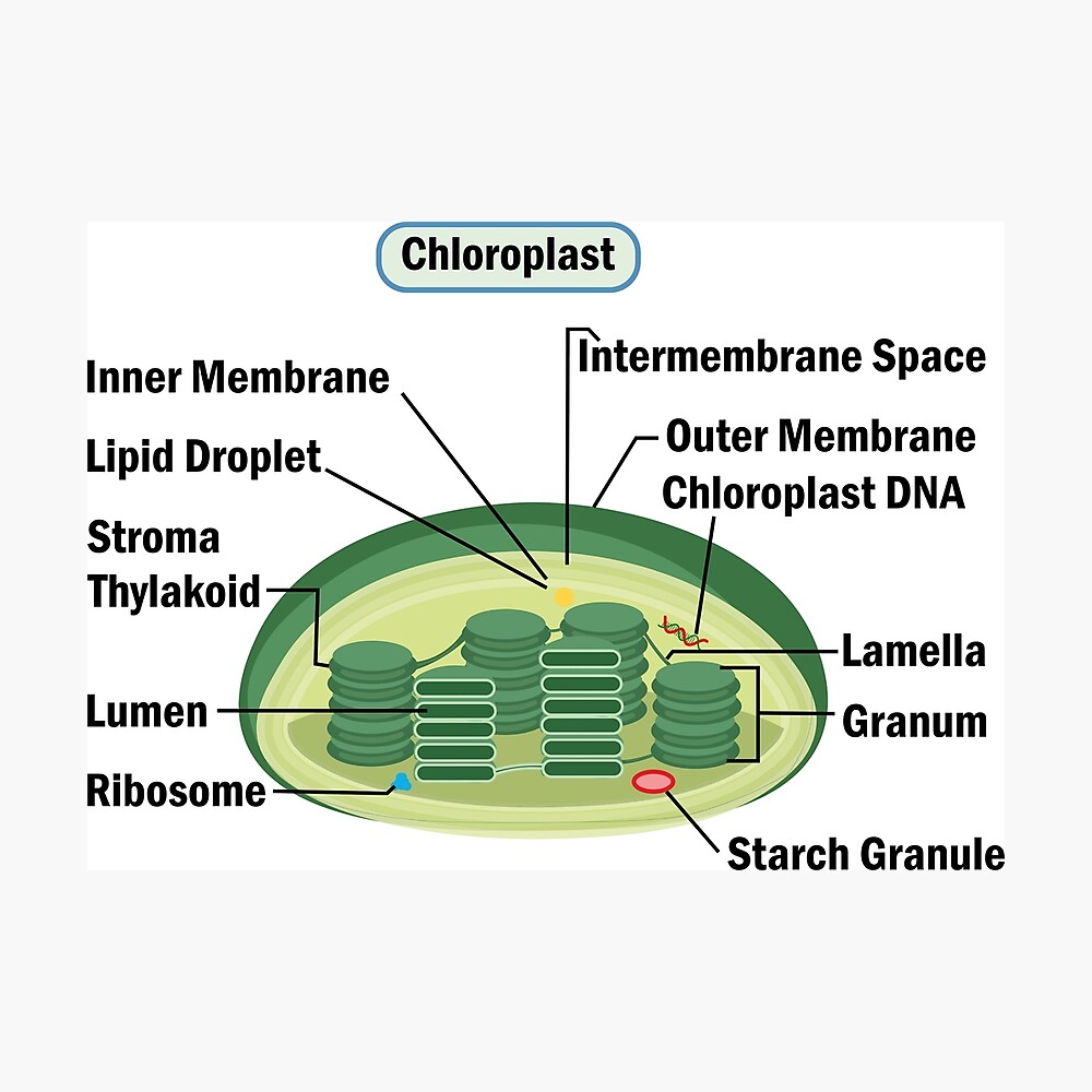 Chloroplast Function 