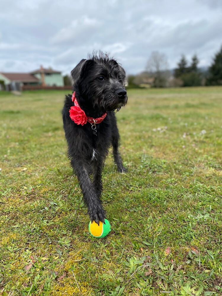 "Let's play fetch" Sticker for Sale by Missydogdesigns | Redbubble