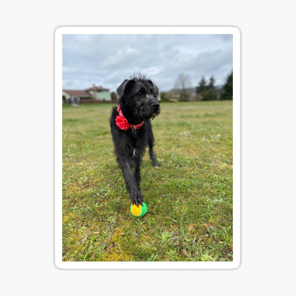 "Let's play fetch" Sticker for Sale by Missydogdesigns | Redbubble