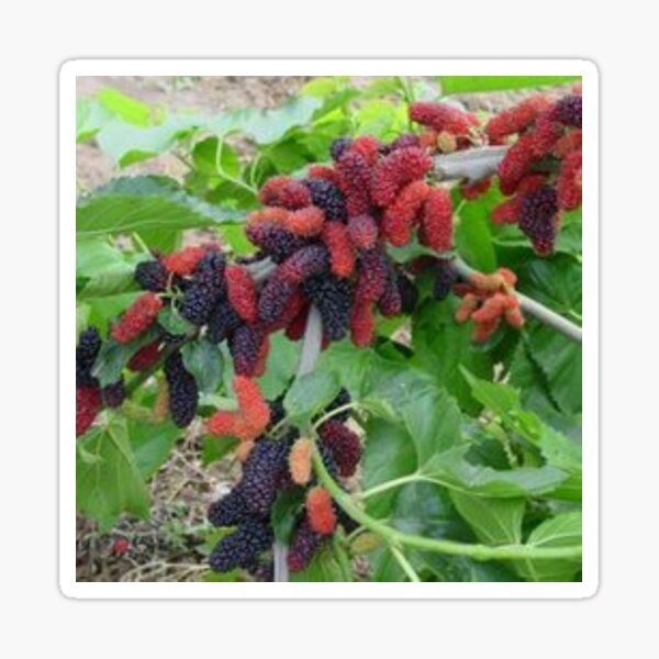 "Beautiful mulberry tree. " Sticker by lanthi | Redbubble