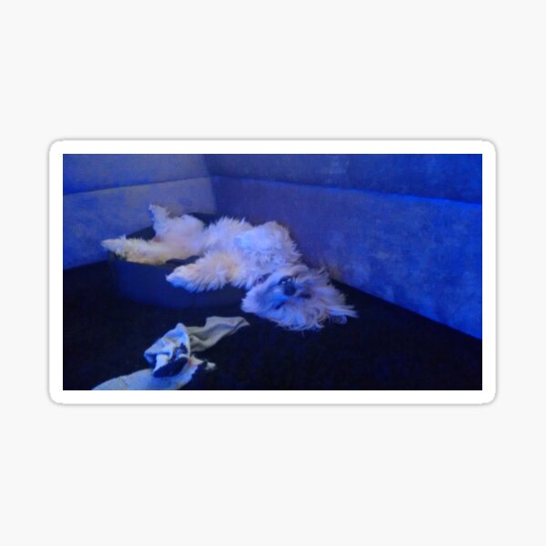 "Lazy dog sleeping" Sticker for Sale by RowanFWR | Redbubble