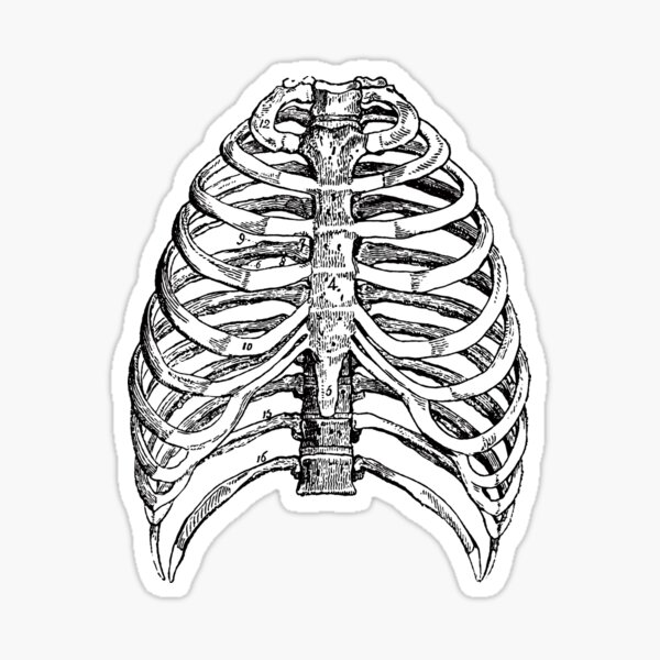 "Rib cage" Sticker for Sale by Kraken-Jack | Redbubble